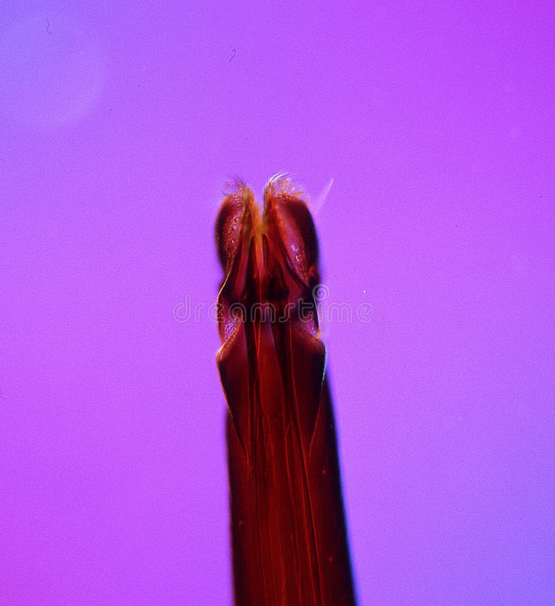 Sucking Proboscis of a Brake Under the Microscope Stock Photo - Image ...