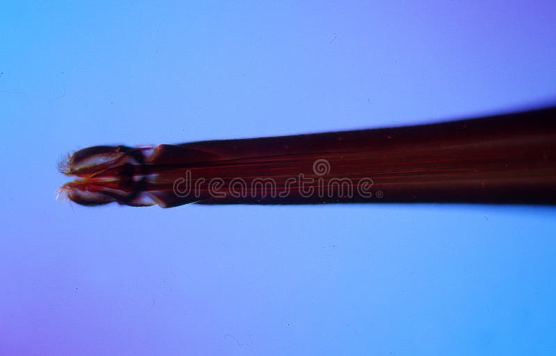 Sucking Proboscis of a Brake Under the Microscope Stock Image - Image ...