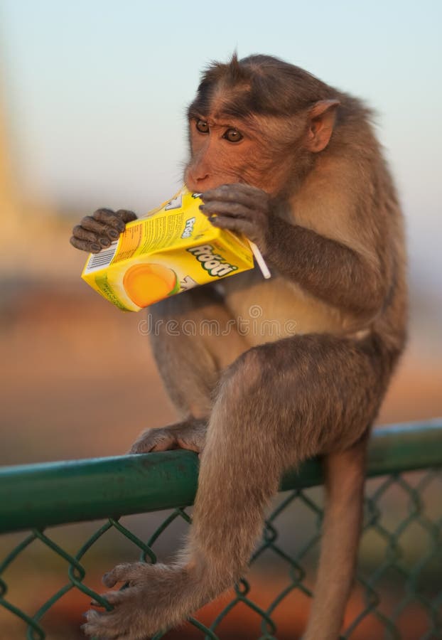 Suco do macaco imagem de stock editorial. Imagem de curso - 23326754
