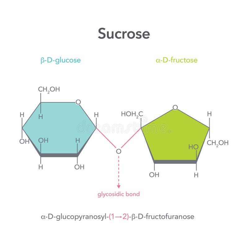 Fructose Subunits Stock Illustrations – 2 Fructose Subunits Stock ...