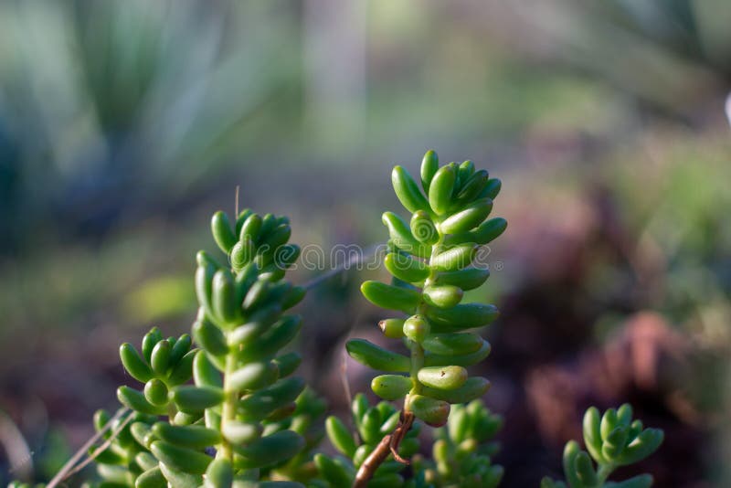 Sedum pachyphyllum stock photo. Image of decumbent, sedum - 268519750