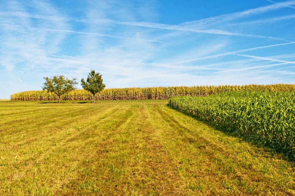 Sudan grass and corn stock image. Image of biological - 26836891