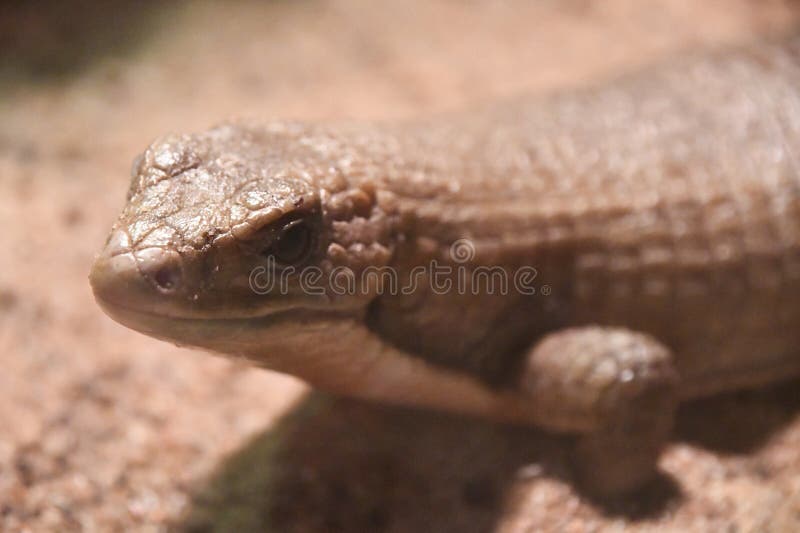 A Sudan Plated Lizard stock image. Image of africa, predator - 311948411