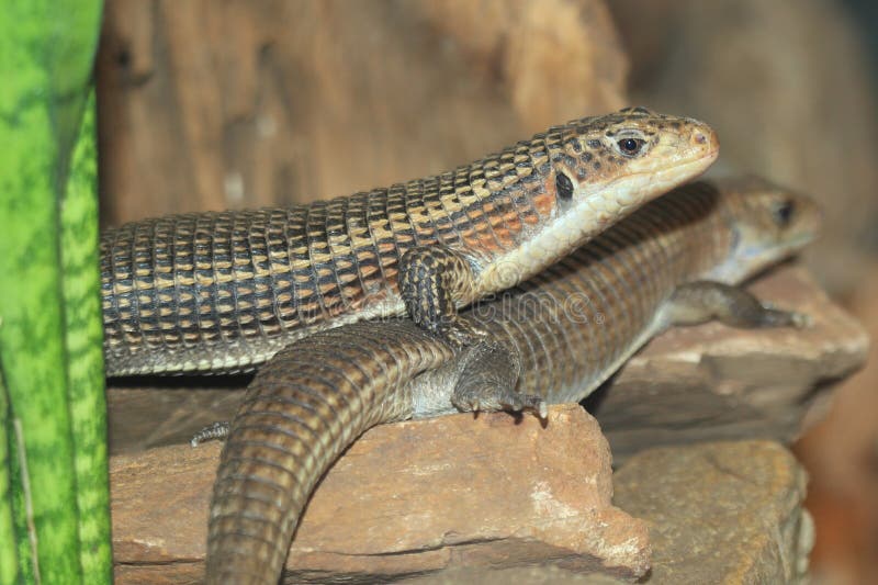 15,992 Sudan Stock Photos - Free & Royalty-Free Stock Photos from ...