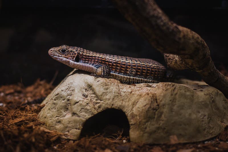 1+ Sudan plated lizard terrarium Free Stock Photos - StockFreeImages