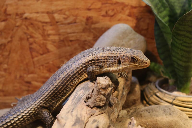 Sudan Plated Lizard (Gerrhosaurus Major) on Stone Stock Photo - Image ...