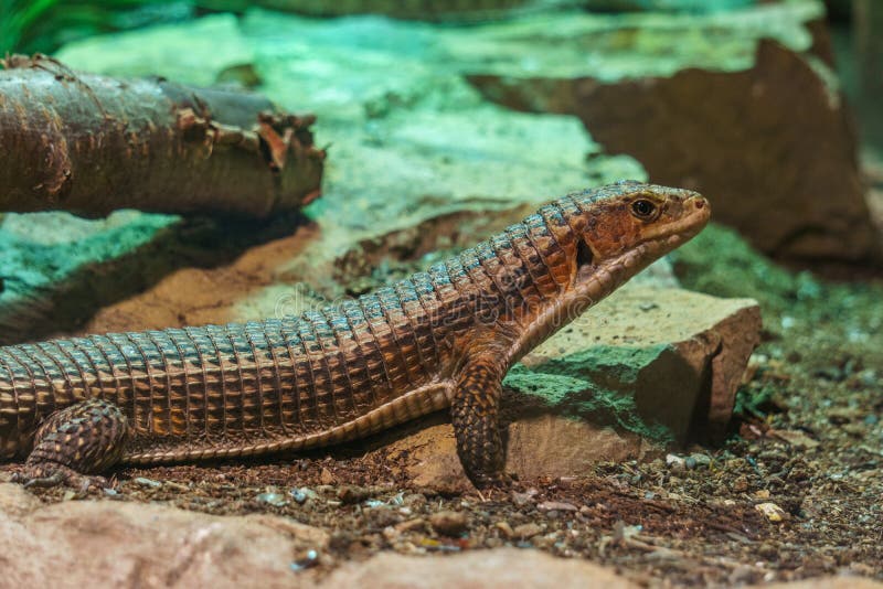 Sudan Plated Lizard in Terrarium on Green Background. Stock Image ...