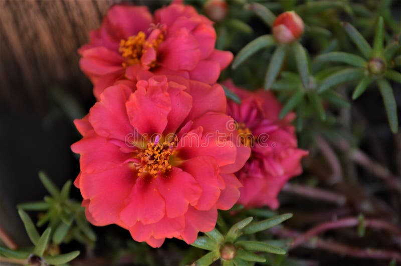 Red Flowers in the Middle of the Yard Stock Image - Image of flowers ...