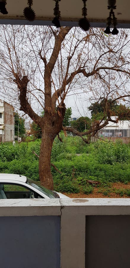 A Sudden Transformation of a Tree Stock Image - Image of transformation ...