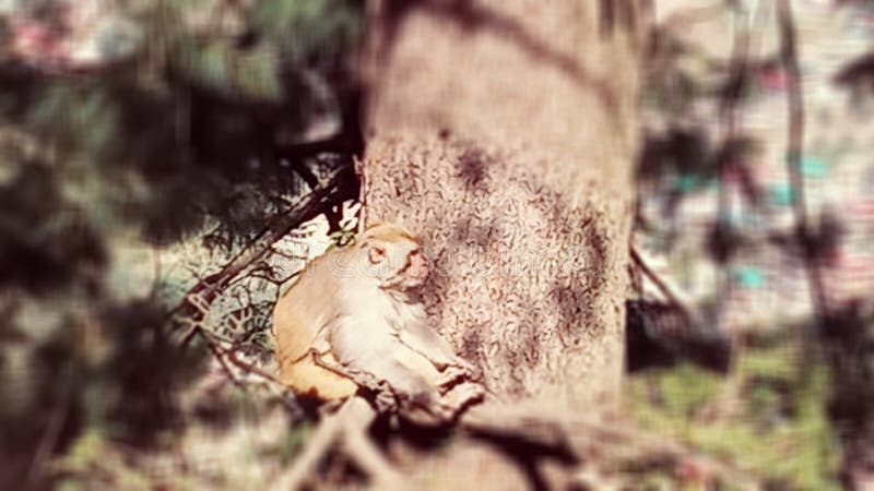 Suddenly awaken monkey stock image. Image of sprigs - 174460751