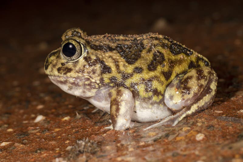 Sudell`s Frog stock image. Image of neobatrachus, trilling - 241691021