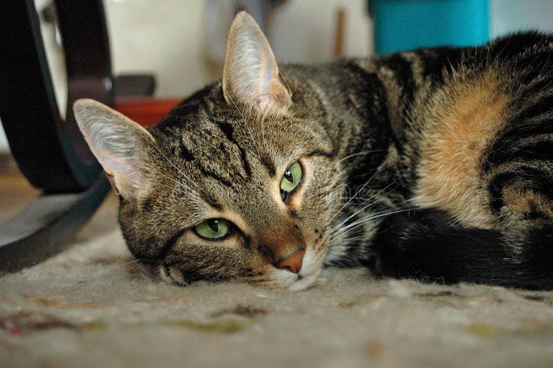 Sueño del gato imagen de archivo. Imagen de dulce, casero - 242147