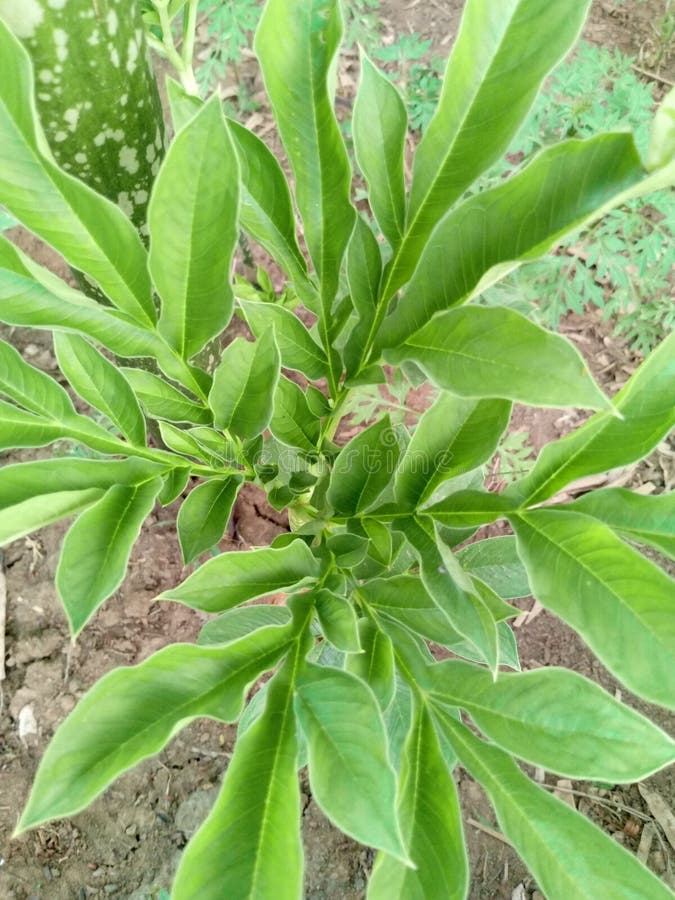 Sueg Plants that Grow Lush and Green Stock Photo - Image of sueg ...