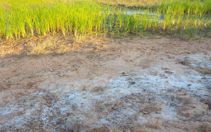 Suelo salino foto de archivo. Imagen de extracto, detalle - 242348632