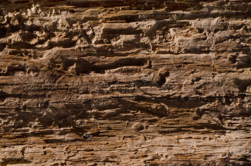 Suelte La Textura De La Madera Putrefacta Foto de archivo - Imagen de ...