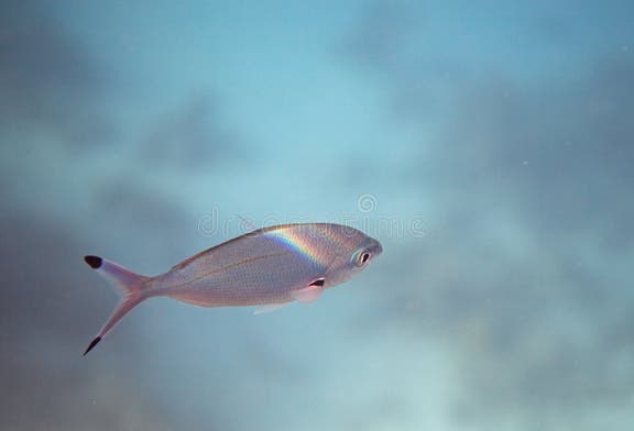Suez fusilier stock photo. Image of coral, fauna, swims - 14417572