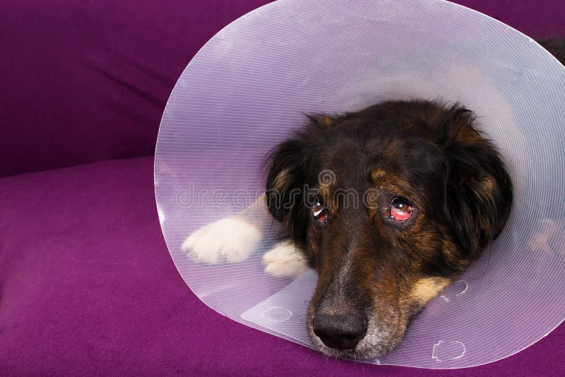 Suffering dog stock photo. Image of suffering, injury - 35681300