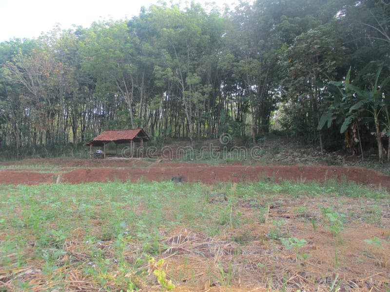 The Hut of Misery on the Edge of the Rubber Forest and the Edge of the ...