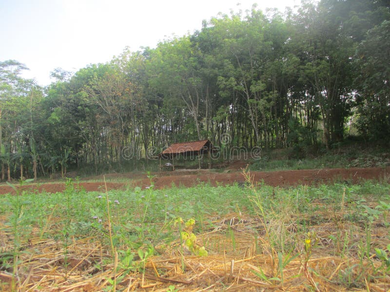 The Hut of Misery on the Edge of the Rubber Forest and the Edge of the ...