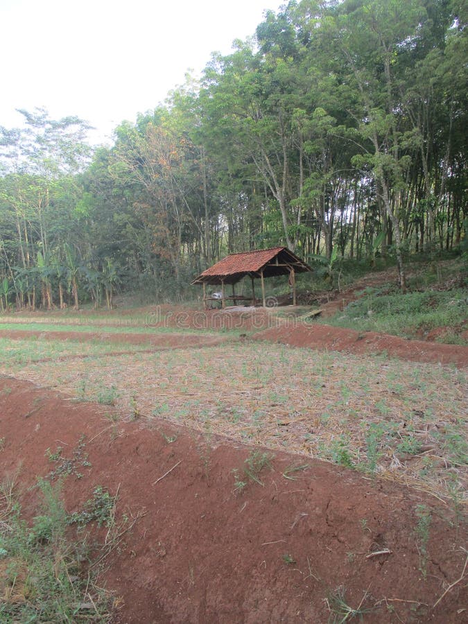 The Hut of Misery on the Edge of the Rubber Forest and the Edge of the ...