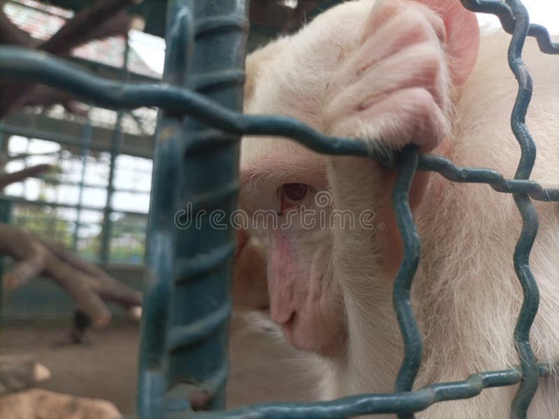 Suffering stare monkey stock image. Image of nose, horn - 243365919