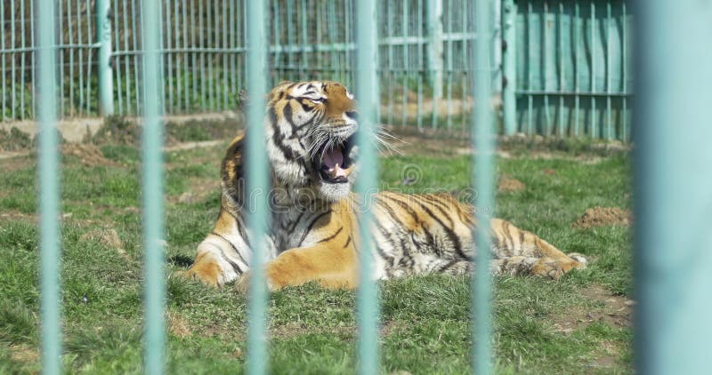 Suffering Tiger in Captivity. Stock Footage - Video of head ...