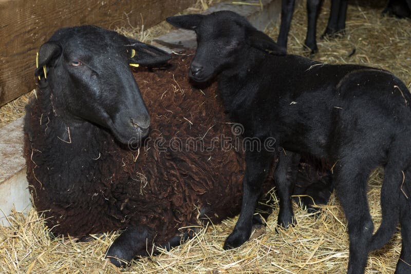 Suffolk Baby Sheep with Mother Sheep on Farm Stock Image - Image of ...