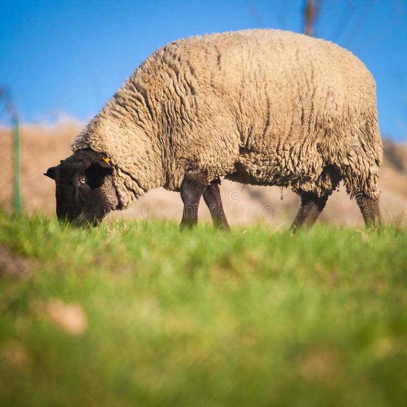 Suffolk Black-faced Sheep Grazing on a Meadow Stock Photo - Image of ...