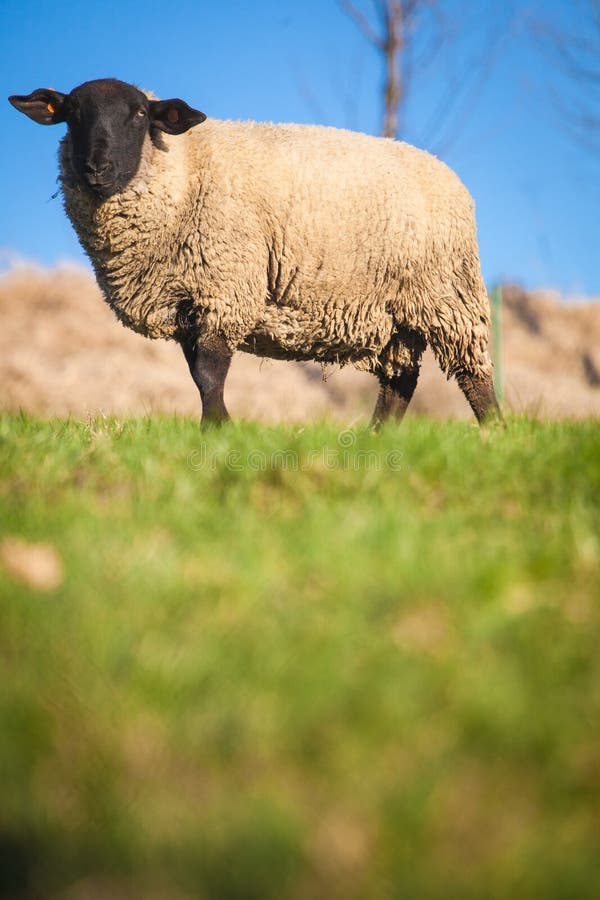 Suffolk Black Faced Sheep Grazing on Pasture Stock Image - Image of ...