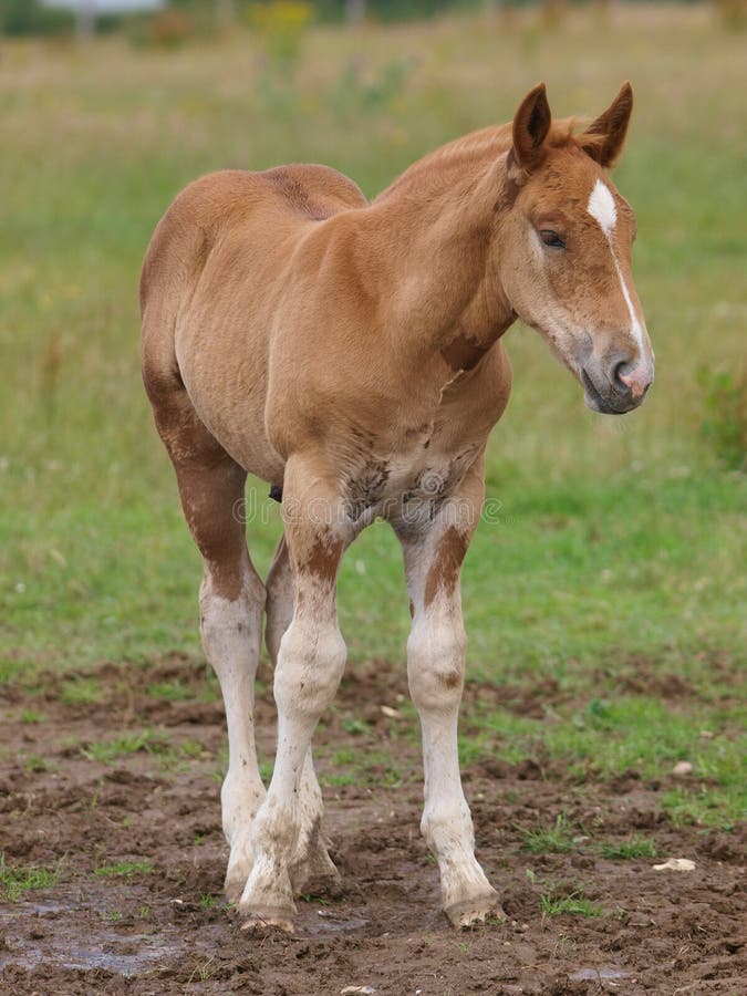 Brown welsh pony foal stock photo. Image of mare, born - 775446