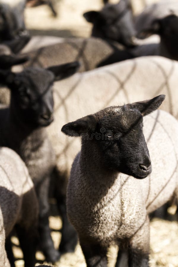 Baby lambs stock photo. Image of animals, overcrowded - 29884358