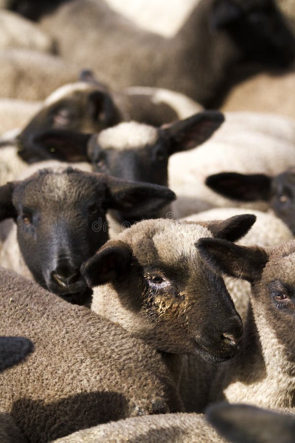 Suffolk Baby Sheep Stock Photos - Download 219 Royalty Free Photos