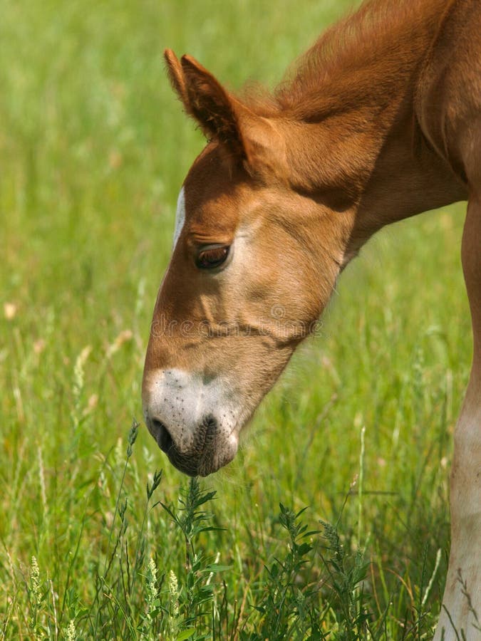 Suffolk Punch Foal Head Shot Stock Photo - Image of pretty, punch ...