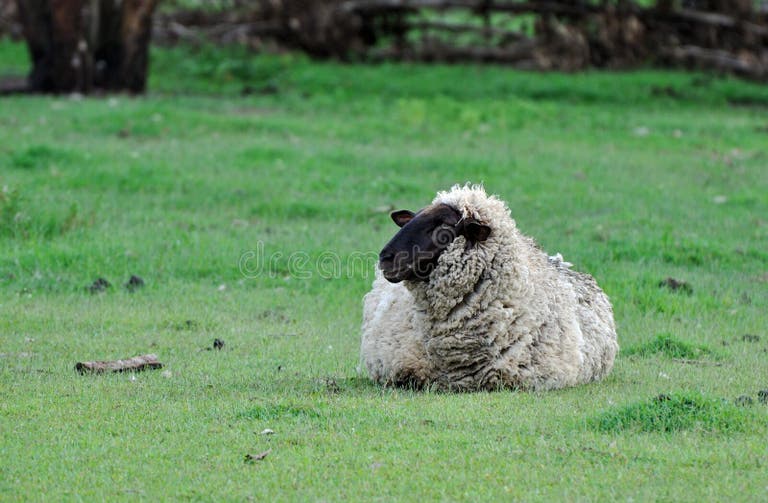 7,317 Fat Sheep Stock Photos - Free & Royalty-Free Stock Photos from ...