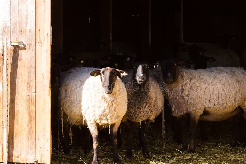 Suffolk Sheep editorial photography. Image of agriculture - 283669367