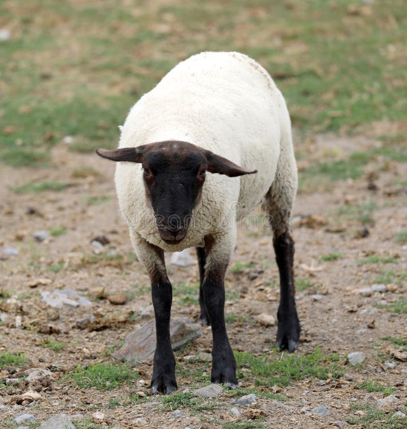 SUFFOLK Sheep Breed with Black Head and Legs in the Pasture Stock Photo ...