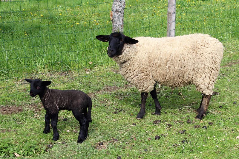 340 Suffolk Baby Sheep Stock Photos - Free & Royalty-Free Stock Photos ...