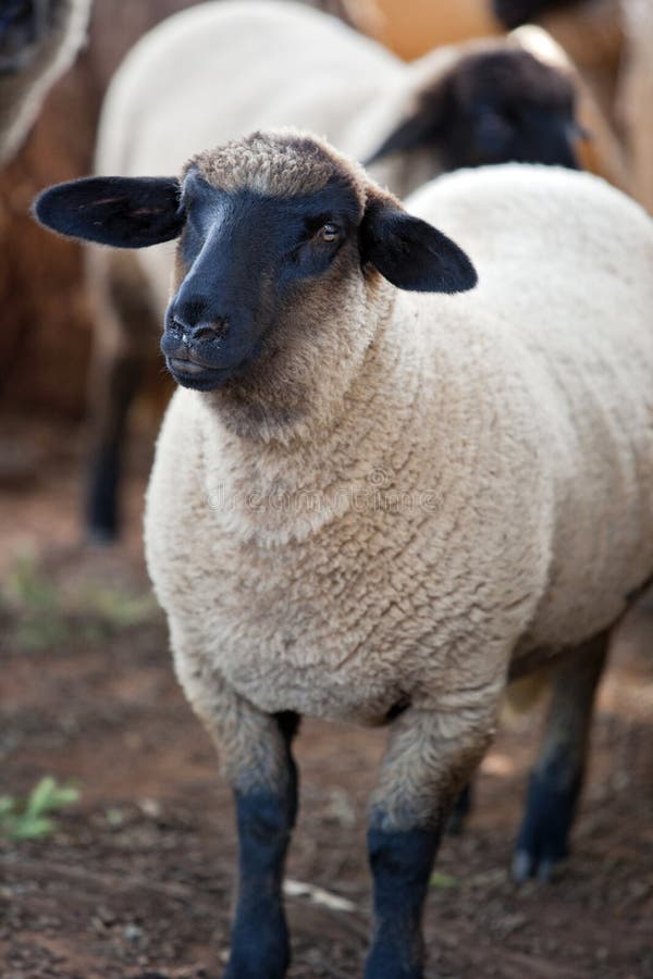 Female Suffolk Sheep, Ovis Aries, 2 Years Old Stock Image - Image of ...