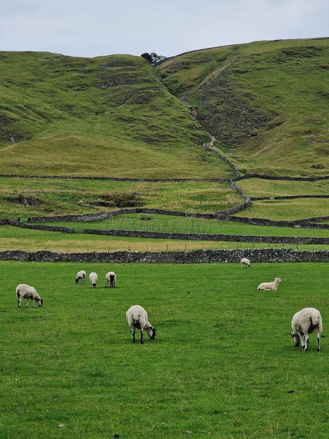 Suffolk Sheep in the Very Big Field. Stock Image - Image of lamb ...