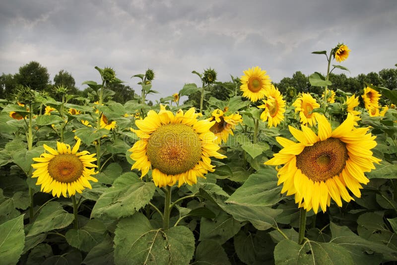 Suflower field stock photo. Image of sunflowers, food - 3514250