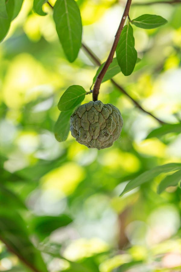 Sugar Apples Growing on a Tree in Garden Stock Image - Image of ...