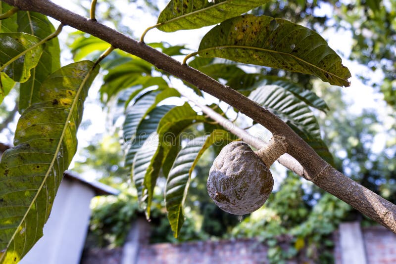 Sugar Apple or Custard Apple Tropical Fruit with Green Leaf Isolated on ...