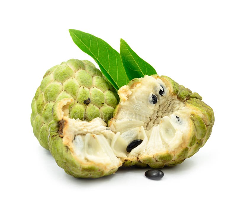 Sugar-apple. Fruits. Young. Srikaya. Buah Srikaya Stock Photo - Image ...