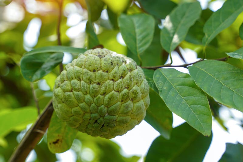 Sugar Apple is a Fruit that Has Rather Round Clusters of Fruit. Stock ...