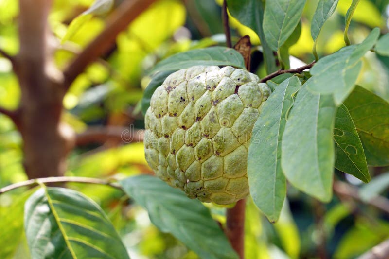 Sugar Apple is a Fruit that Has Rather Round Clusters of Fruit. Stock ...