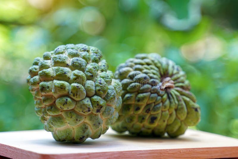 Sugar Apple is a Fruit that Has Rather Round Clusters of Fruit. Stock ...
