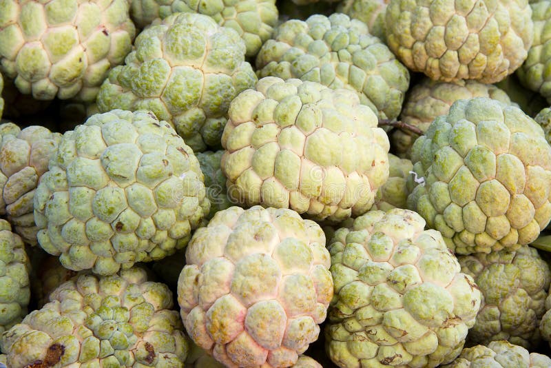 Sugar Apple stock image. Image of organic, farm, strange - 59183855
