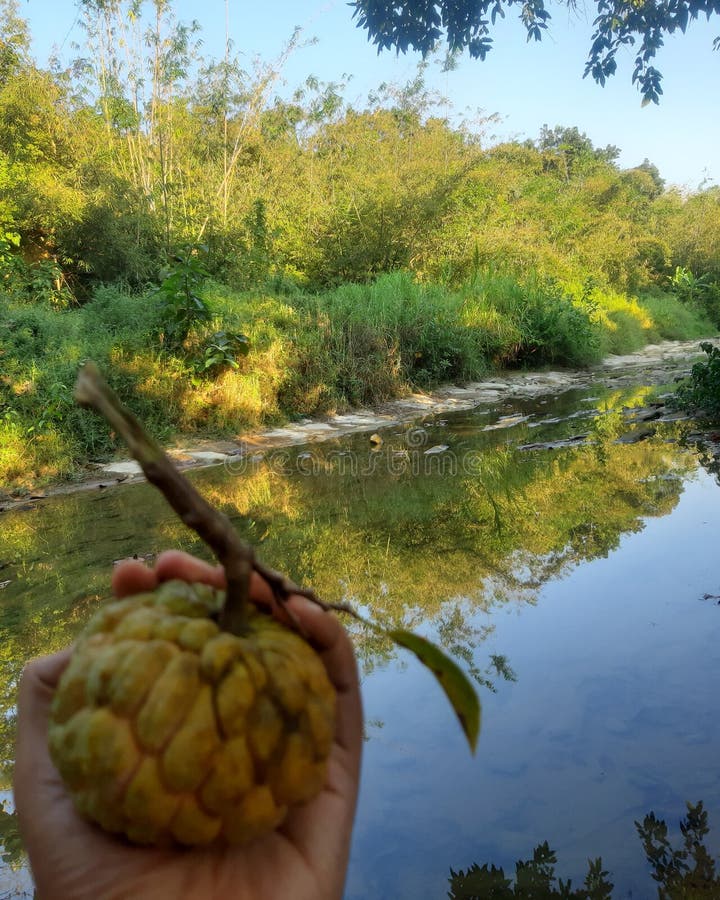 Sugar apple and the river stock photo. Image of nature - 258302536