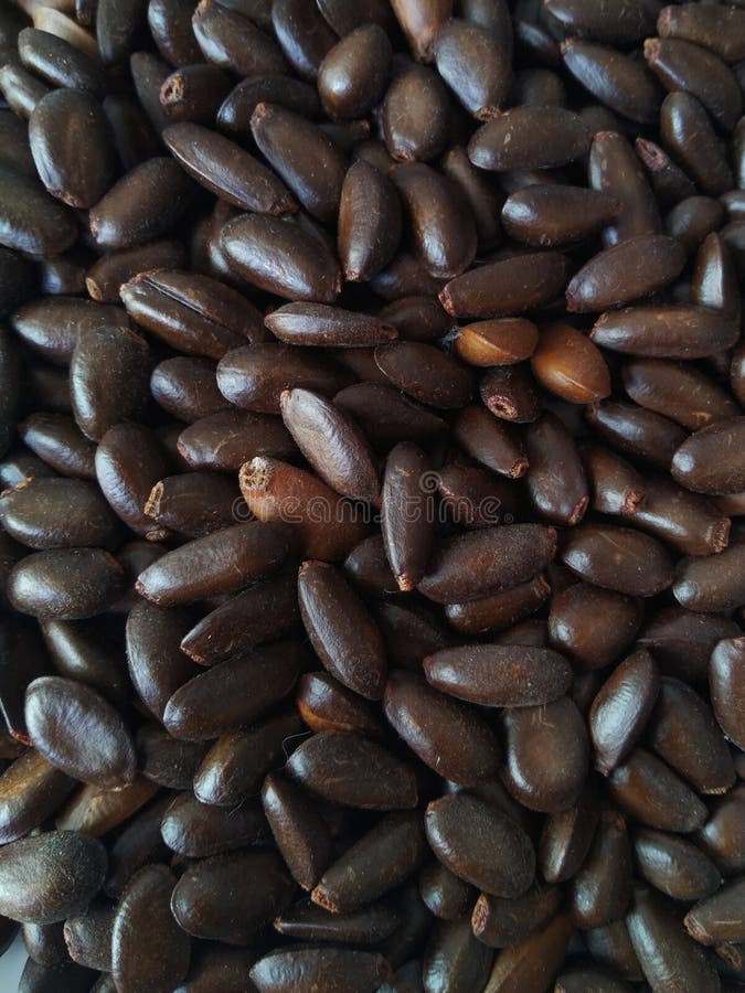 Sugar-Apple Seeds Ready for Planting Stock Photo - Image of seeding ...