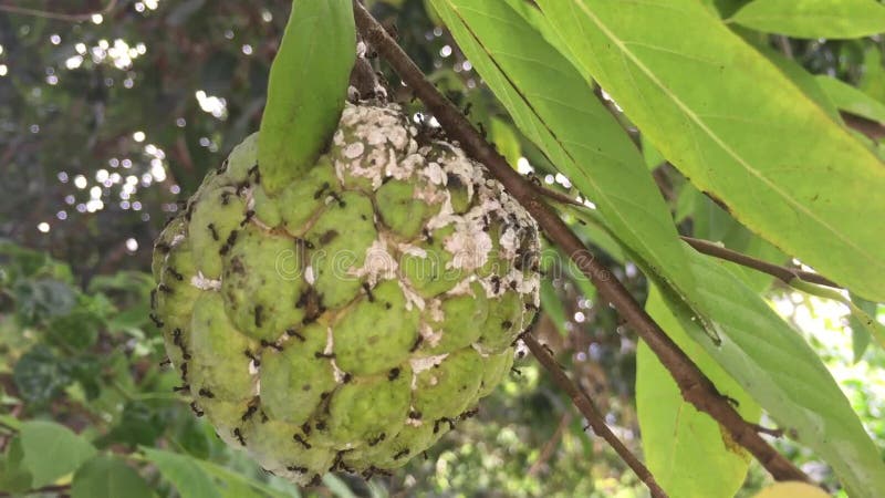 Sugar-apple, or sweetsop stock video. Video of squamosa - 181116979
